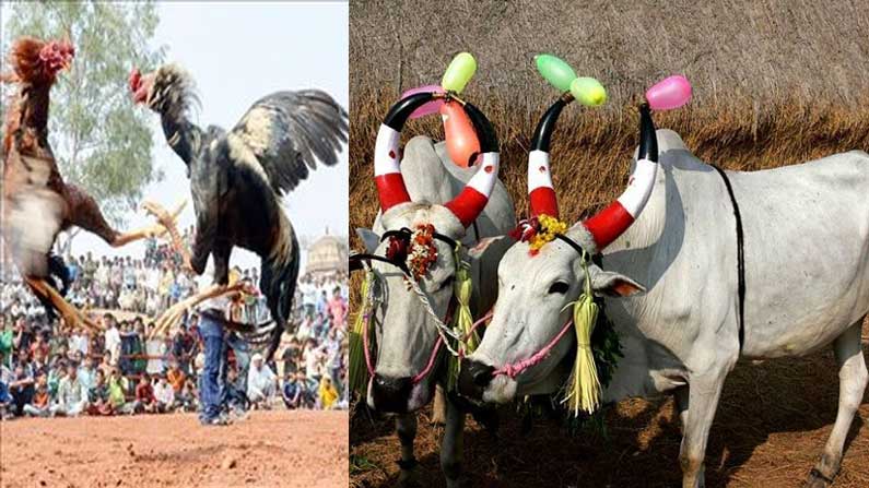 Importance of Kanuma Festival: వ్యవ‘సాయానికి‘ కృతఙ్ఞతగా కనుమ పండుగ.. ఆ ...