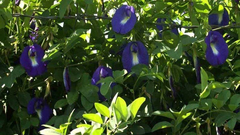 Shankhpushpi : నీలి రంగు శంకు పువ్వు దేవుని పూజలోనే కాదు.. ఆరోగ్యానికి ...