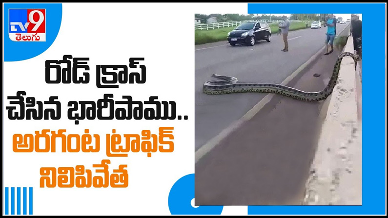 Snake cross Road Video : రోడ్ క్రాస్ చేసిన భారీ పాము..అరగంట నిలిచిన ...