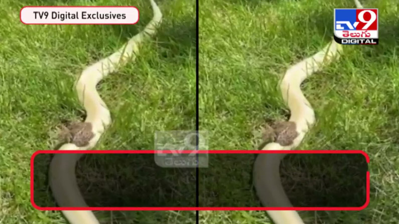 Viral Video: పాముపై ఊరేగిన కప్ప...!! స్నేహితులుగా మారిన ఆగర్భ శత్రువులు ...