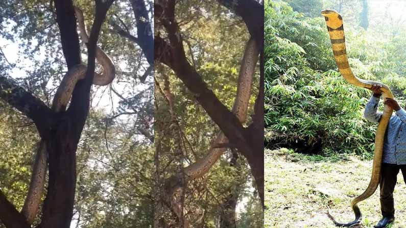 Huge Snake: 14 అడుగుల పొడవైన కళింగ సర్పం.. మూడు రోజులుగా ఒకే చెట్టుపైనే ...