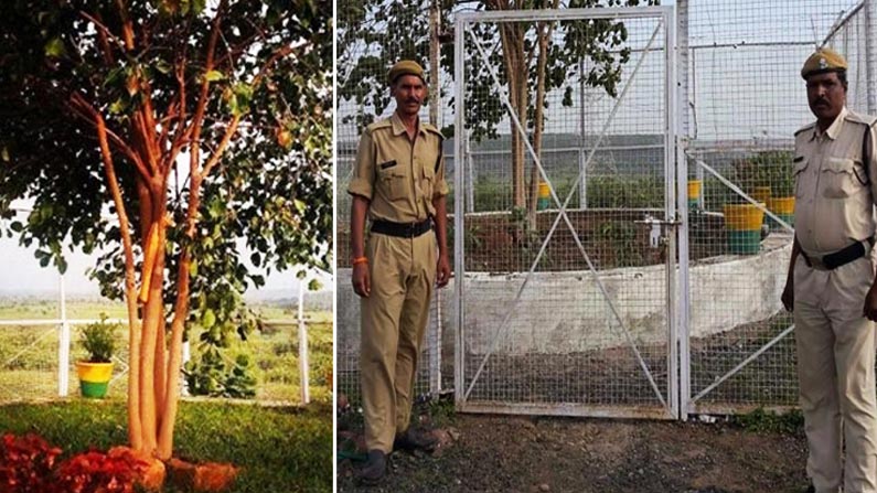 VVIP Bodhi Tree: ఈ చెట్టును రక్షించేందుకు ఖర్చు రోజుకు 4 వేల రూపాయలు ...