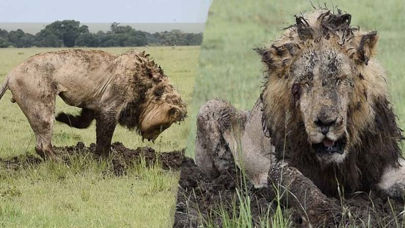 Shocking Video: జూలు విదిల్చిన సింహం.. అడవి పందిని వెంటాడింది. కట్ ...