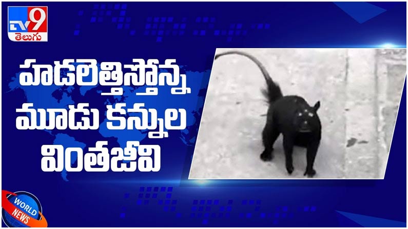 Viral Video: హడలెత్తిస్తున్న మూడు కళ్ల వింత జీవి...!! వైరల్‌ అవుతోన్న ...