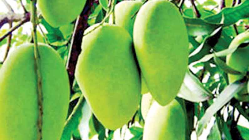 Fazli Mango : మామిడి పండ్ల రాజు ఫాజ్లీ..! ఒక్కటే కిలోన్నర ఉంటుంది ...
