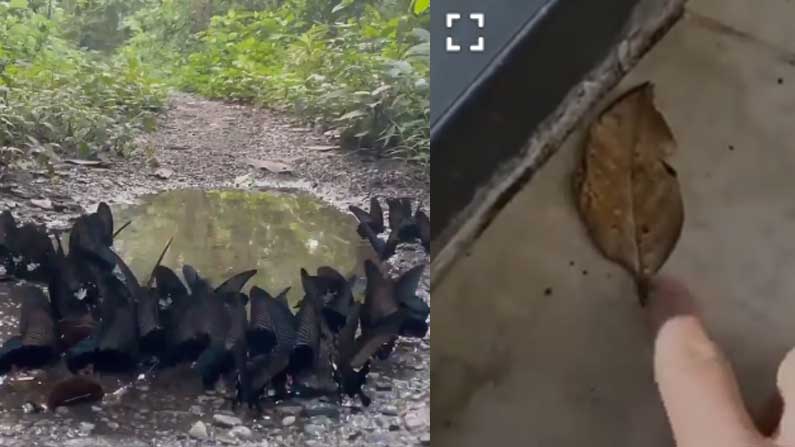 Mud-puddling: మడ్‌ పడ్లింగ్ చేస్తోన్న సీతాకోక‌చిలుక‌లు.. దీన్ని చూడండి ...