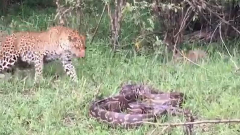 Viral Video: ఆఫ్రికన్ పైథాన్‌తో తల్లి చిరుత ఫైట్.. అది చేసిన పనికి ...