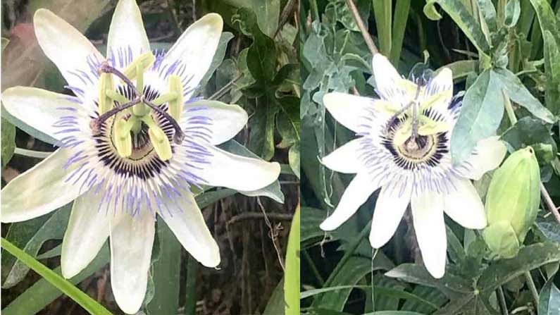 Krishna kamal: మొత్తం మాభారతాన్ని ఆవిష్కరించే కౌరవపాండవ పుష్పం.. ఈ ...