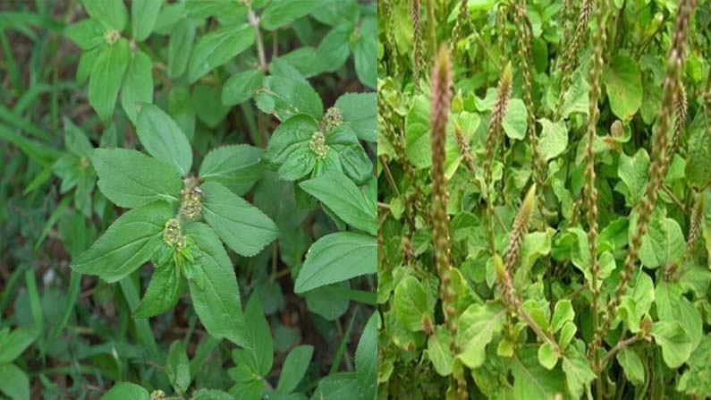 Ayurveda-Uttareni: ఉత్తరేణి ఔషధాల గని.. బాణ పొట్టను సైతం కరిగించే గుణం ...