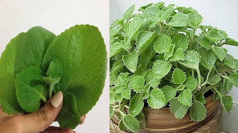 Ajwain Leaves: మీ ఇంట్లో పిల్లలున్నారా.. అయితే ఈ మొక్క తప్పనిసరిగా ...