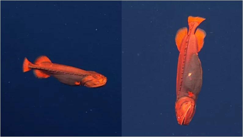 Viral Video: కెమెరా కళ్లకు చిక్కిన అత్యంత అరుదైన చేప.. సోషల్ మీడియాలో ...