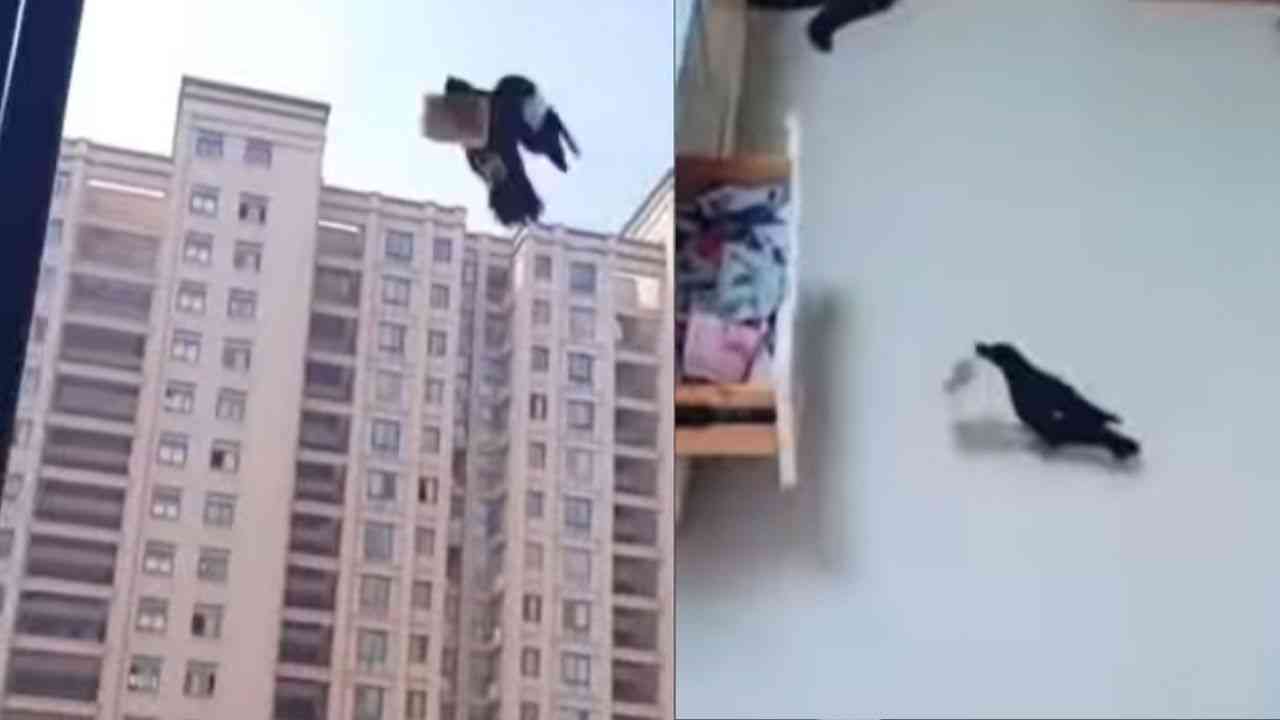 Viral Video: కరెన్సీ నోట్లను దొంగిలిస్తున్న కాకి..! వీడియో చూసి పరేషాన్ ...