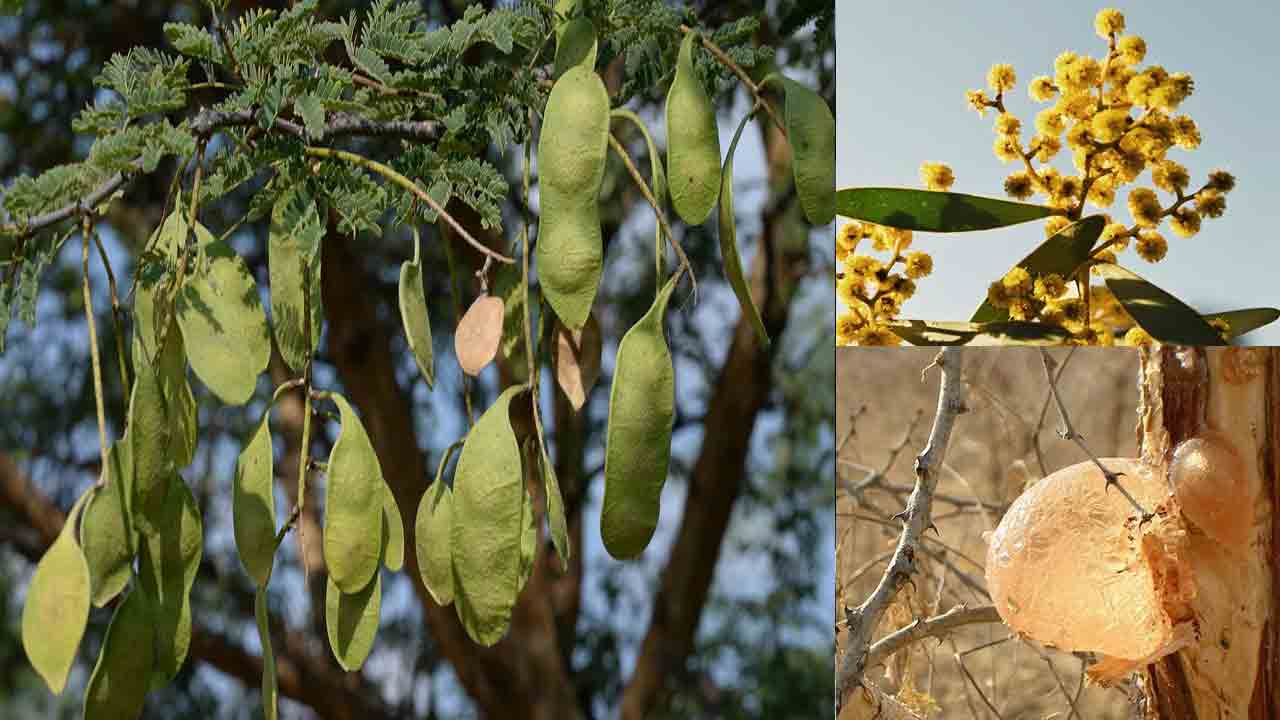 Gum Arabic Tree: అనేక వ్యాధులకు చెక్ పెట్టే 'నల్ల తుమ్మ' గ్రీకు ...