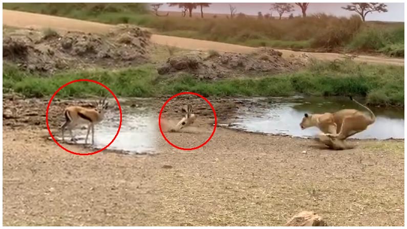 Viral Video: సింహాన్ని మభ్యపెట్టి తప్పించుకున్న జింకపిల్ల.. వీడియో ...