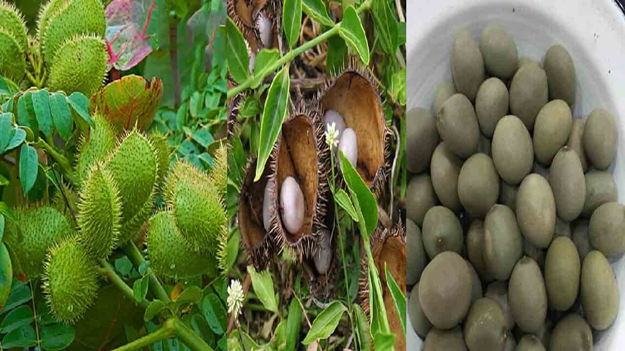 Nicker Nut-Ayurveda Tips: గచ్చకాయ చెట్టు ఔషధాల గని.. బట్టతలపై జుట్టునే ...