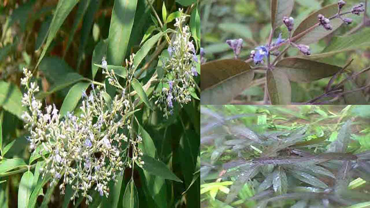 Nirgundi Benefits: చవితి పూజలోనే కాదు.. ఎటువంటి కీళ్లనొప్పులు ...