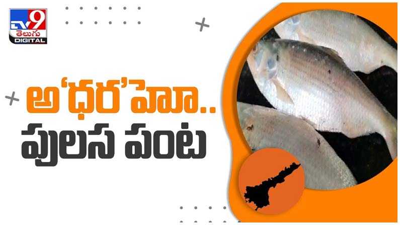 Pulasa Fish: యానాంలో దర్శనమిచ్చిన పులసలు.. ఒక్కో చేప ఎంత ధర పలికిందో ...