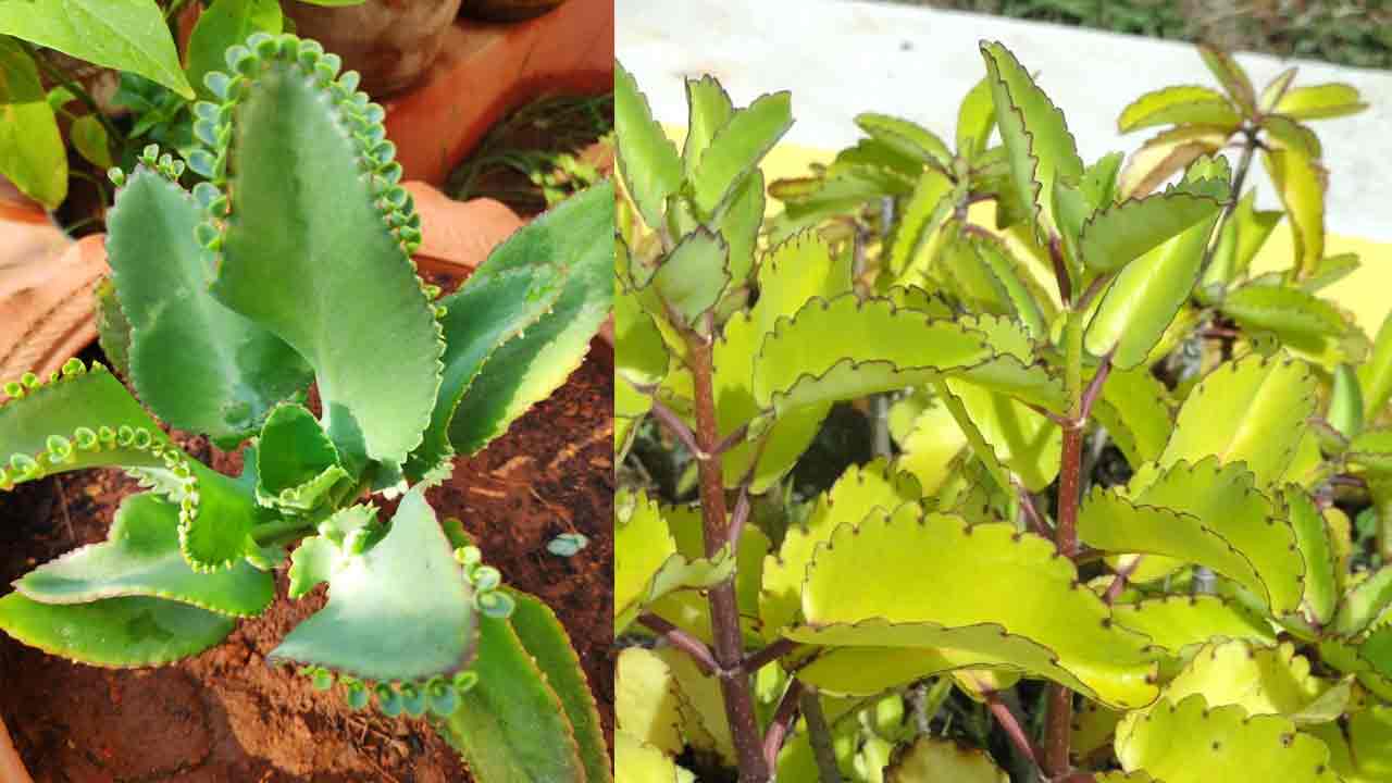 Miracle Plant: మన ఇంటి సంజీవని.. ఈ మొక్క ఇంట్లో ఉంటే డాక్టర్ మీదగ్గర ...