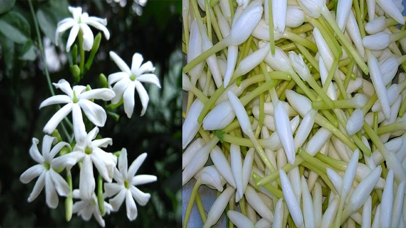 Sannajajulu: ఈ చెట్టు పువ్వులు, ఆకులు, వేర్లతో ఎన్నో ఆరోగ్య ప్రయోజనాలు ...