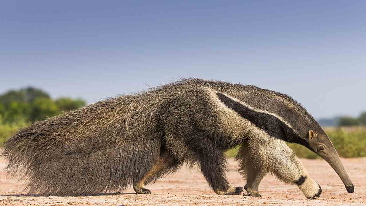 Ant Eaters: పొడవాటి నాలుకలతో చీమలను తింటూ జీవించే జీవుల గురించి మీకు తెలుసా? | Know about Ant ...