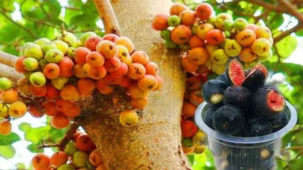Bedu Fruit: 'బేడూ' ఫ్రూట్ ఒక న్యాచ్‌రల్‌ పెయిన్‌ కిల్లర్.. ఎక్కడ ...