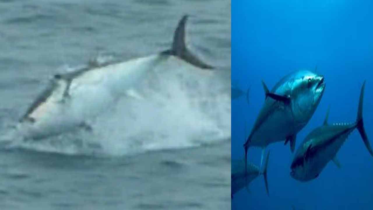 Bluefin Tuna Fish: మళ్ళీ కనిపించిన ప్రపంచంలో అత్యంత ఖరీదైన చేప.. దీని ...