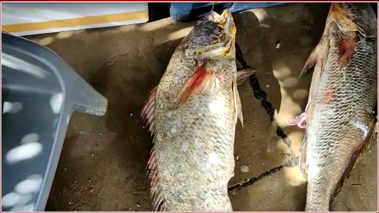 Kachidi Fish: ఒక్క చేపతో వారి సుడి తిరిగింది.. ఎంతకు అమ్మారో తెలిస్తే ...