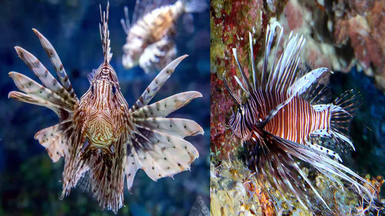 Lion Fish: అరుదైన జీవి 'సింహం చేప'.. అందంగా ఉందని పట్టుకుంటే పక్షవాతం ...