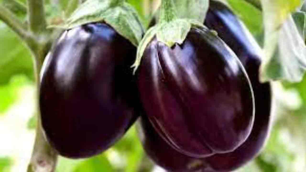Brinjal Benefits: టైప్ 2 డయాబెటిస్‌కు దివ్యౌషధం ‘వంకాయ’.. అందులోని ...