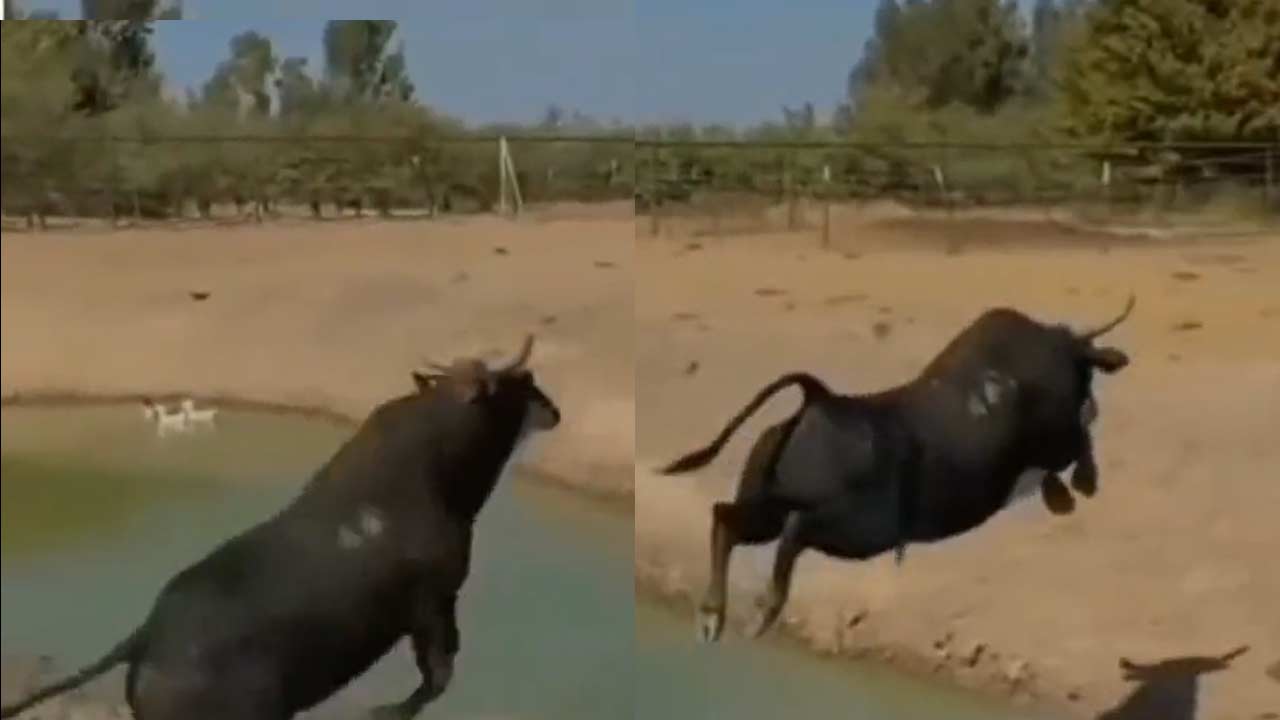 Viral Video: వావ్ .. అమేజింగ్ బుల్ జంప్.. అద్భుతం అంటూ నోరెళ్లబెడుతున్న ...