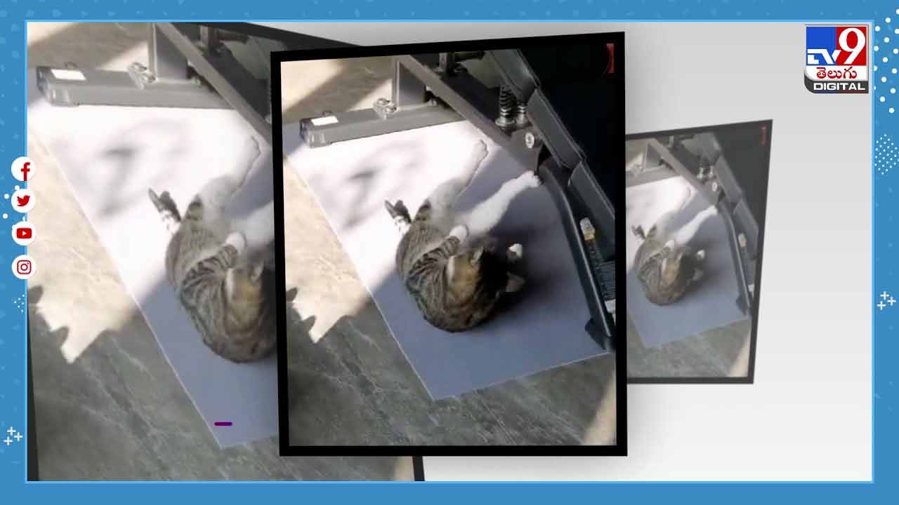 జిమ్‌లో పిల్లి వర్క్‌ అవుట్లు !! ఫిదా అవుతున్న నెటిజన్స్.. వీడియో | Cat ...