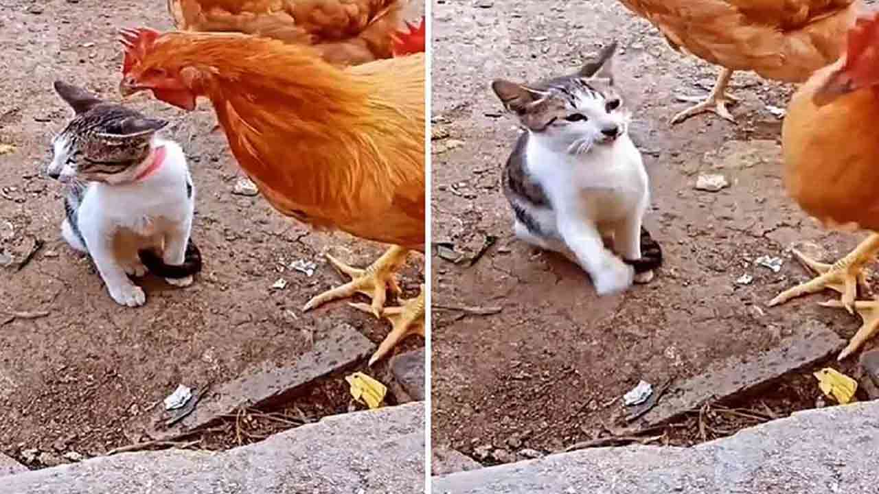 Viral Video: నన్ను గెలికితే ఇలానే ఉంటుంది.. దీని దెబ్బ అదుర్స్ ...