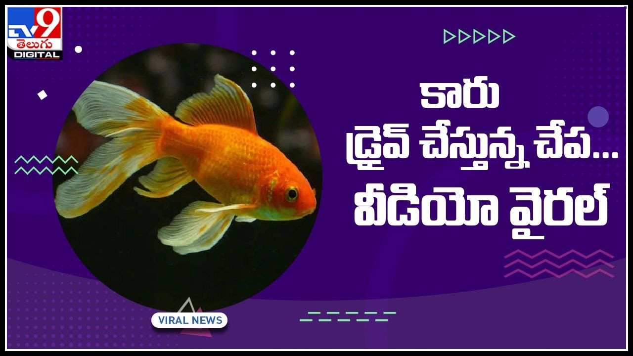 Gold Fish Driving Video: కారు డ్రైవ్‌ చేస్తున్న చేప... శాస్త్రవేత్తల ...