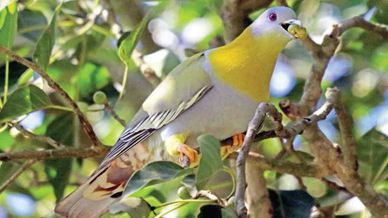 Maharastra: ఈ పక్షికి సిగ్గెక్కువ.. నేలపై వాలదు.. లుక్ చూస్తే పావురం ...