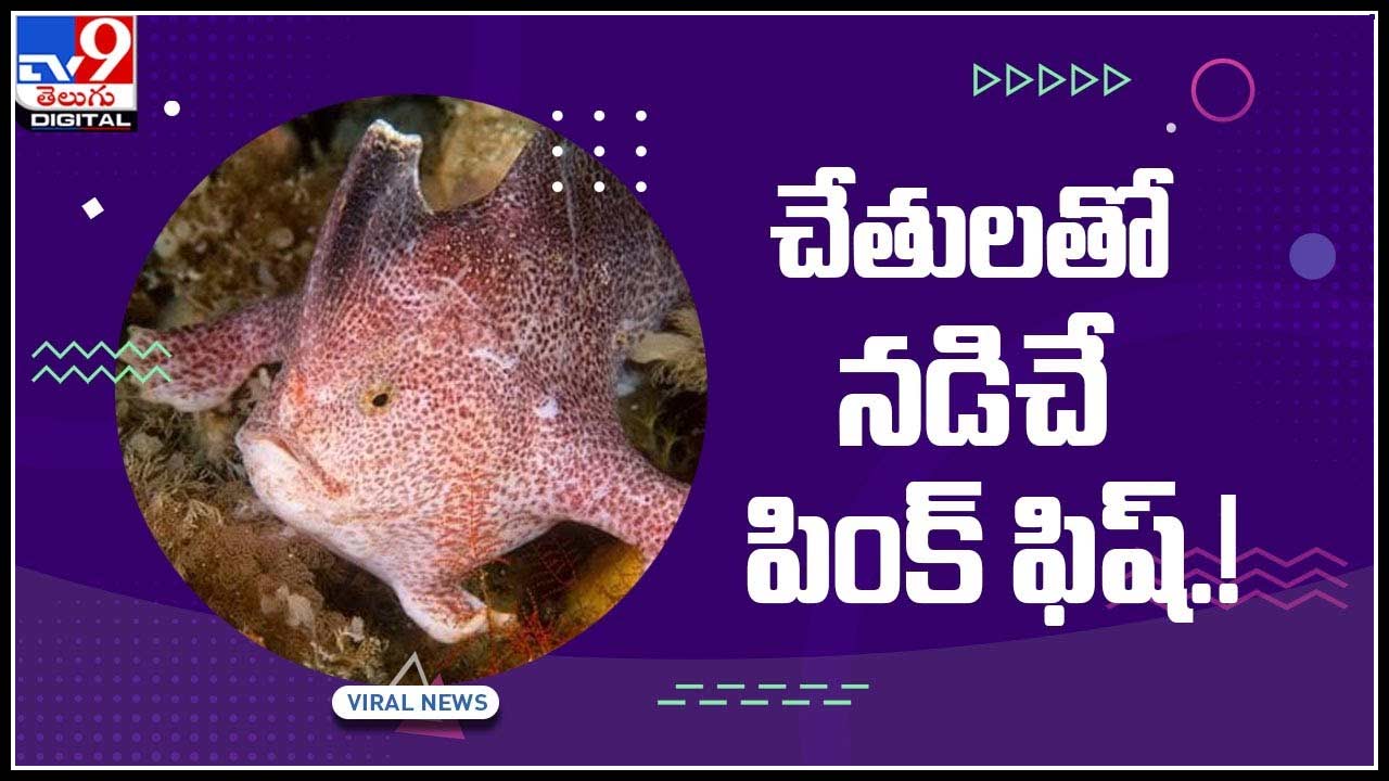 Pink Walking Fish : చేతులతో నడిచే అరుదైన గులాబీ చేప..! వైరల్ అవుతున్న ...