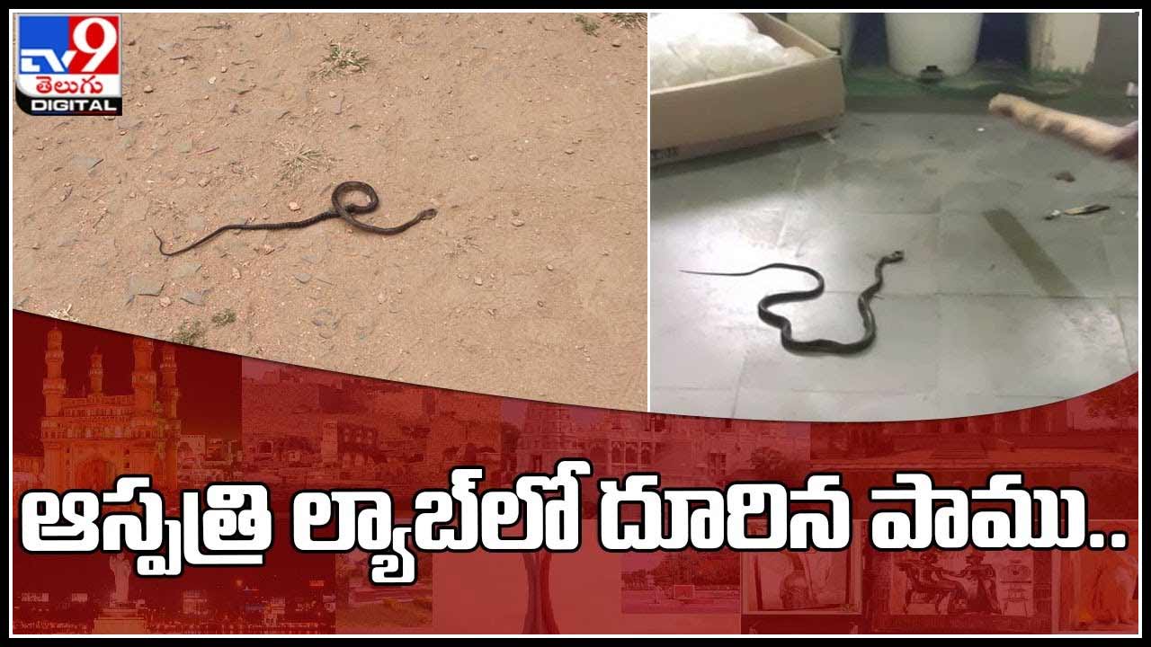 Snake in hospital lab: ఆస్పత్రి ల్యాబ్‌లో దూరిన పాము..పట్టుకునే ఆవకాశం ...