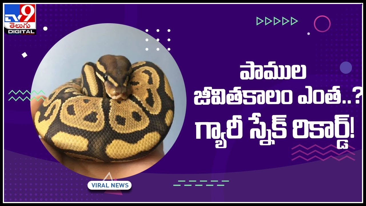Life span of Snakes: పాముల జీవితకాలం ఎంత..? గ్యారీ స్నేక్‌ రికార్డ్ ...