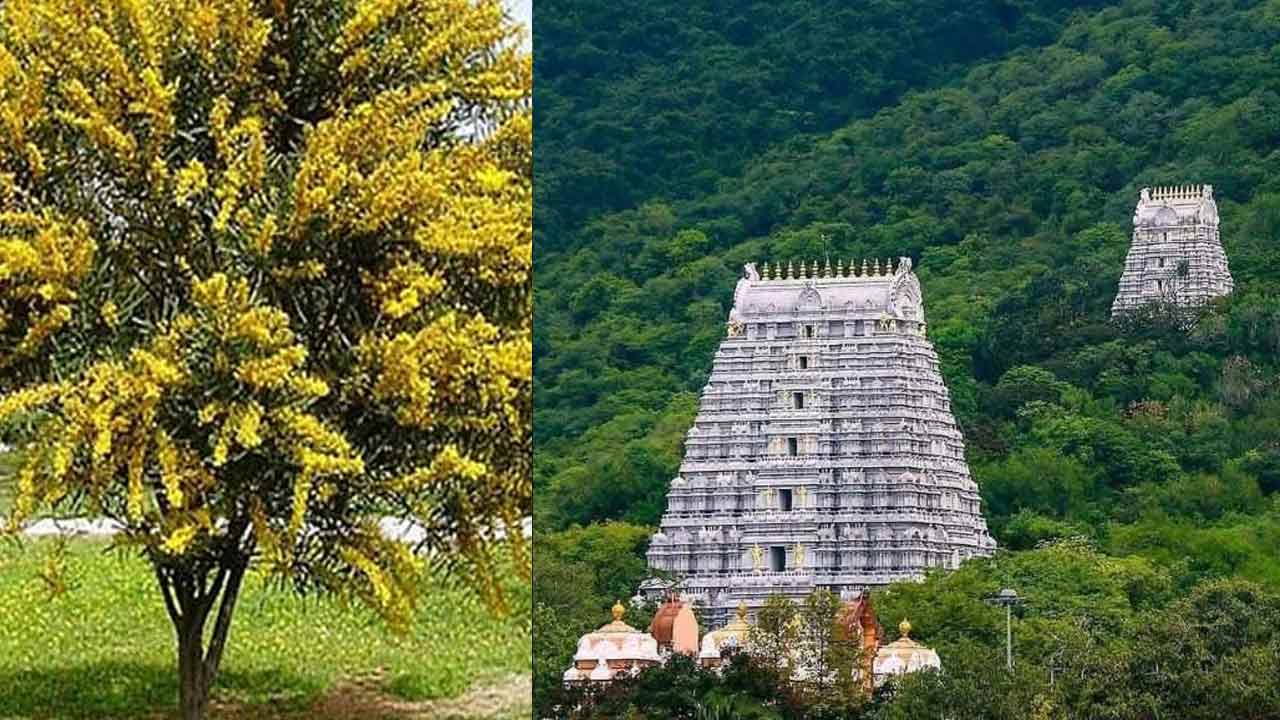 Tirupati: టీటీడీ సంచలన నిర్ణయం.. అకేషియా చెట్లకు మంగళం.. వాటి ప్లేస్‌లో ...