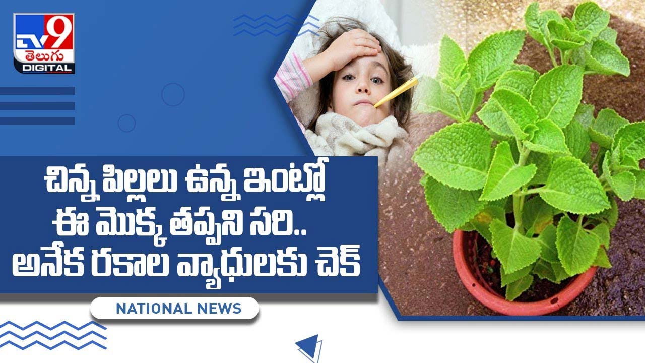 Ajwain Leaves: చిన్న పిల్లలు ఉన్న ఇంట్లో ఈ మొక్క తప్పని సరి !! అనేక ...