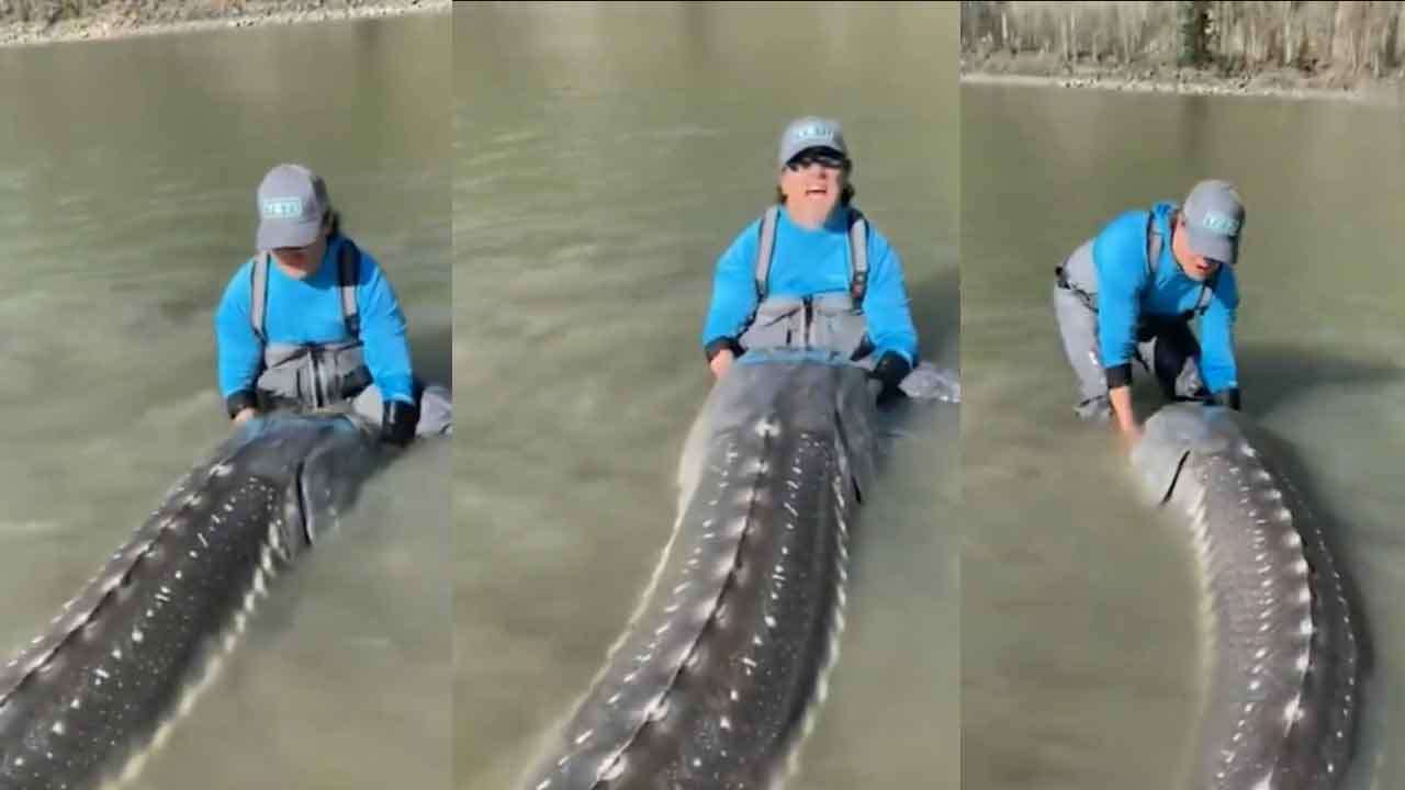 Viral Video: అమ్మో ‘డైనోసార్’ చేప.. మరీ ఇంత పెద్ద చేపను మీ జీవితంలో ...