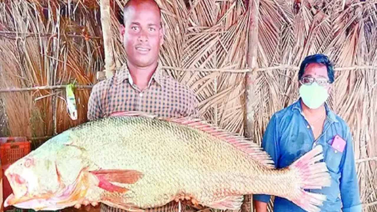Andhra Pradesh: మత్స్యకారులకు వలకి చిక్కిన అరుదైన చేప.. ధర ఎంత పలికిందో ...