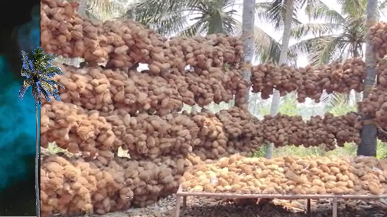 Kurudi Coconut: యువరైతు ఆదర్శ వ్యవసాయం.. కొత్త ఆలోచనతో కురిడి కొబ్బరి ...