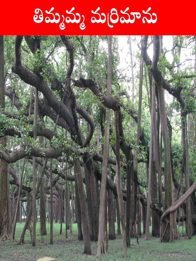 తిమ్మ‌మ్మ మ‌ర్రిమాను.. – TV9 Telugu | Thimmamma Marrimanu Tree Telugu