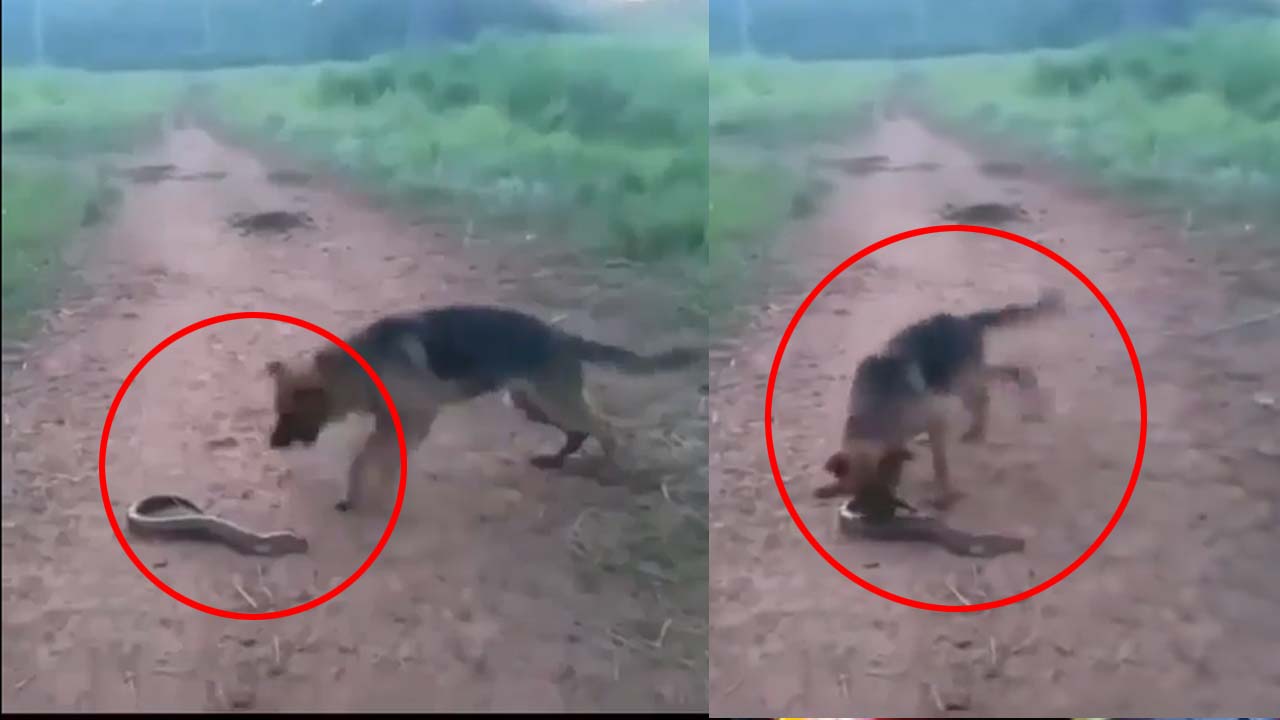 Viral Video: కుక్కుకు దిమ్మతిరిగే షాకిచ్చిన చేప.. ఈల్ ఫిష్ పట్టుకోవడంతో ...