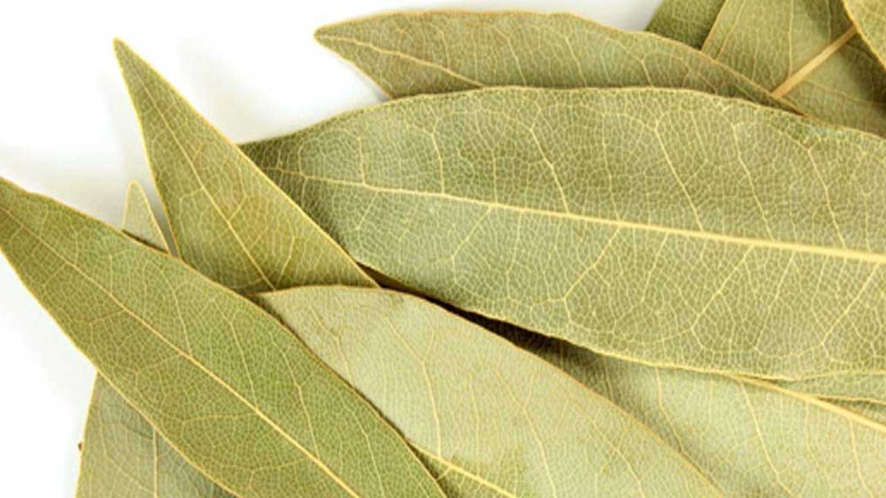 Bay Leaves Benefits Do You Use Biryani Leaf More But Know These bay-leaves-benefits-do-you-use-biryani-leaf-more-but-know-these