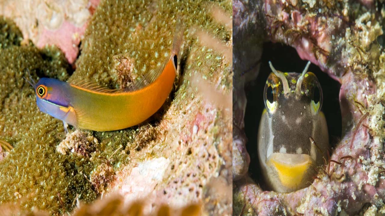 Blennies fish: నీటిని మరచి నేలమీద జీవించడం నేర్చుకున్న చేపలు ...