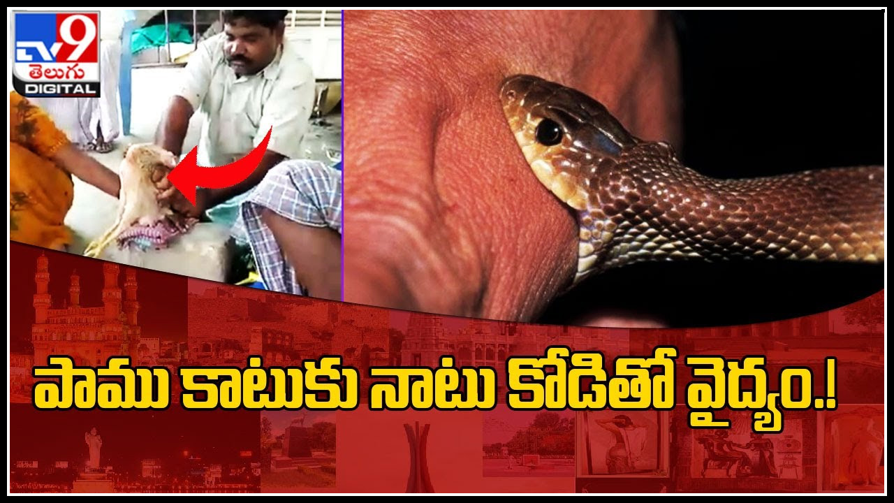 Snake bite: ఇది తెలుసా మీకు..? పాము కాటుకు నాటు కోడితో వైద్యం.! ఎలా ...
