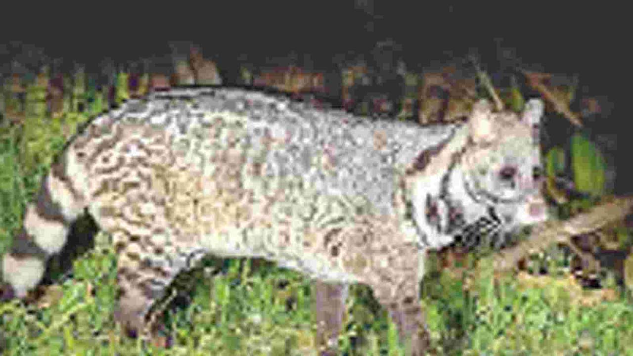 Punugu Pilli: రోడ్డు ప్రమాదంలో అరుదైన పునుగు పిల్లి మృతి.. దీని ...