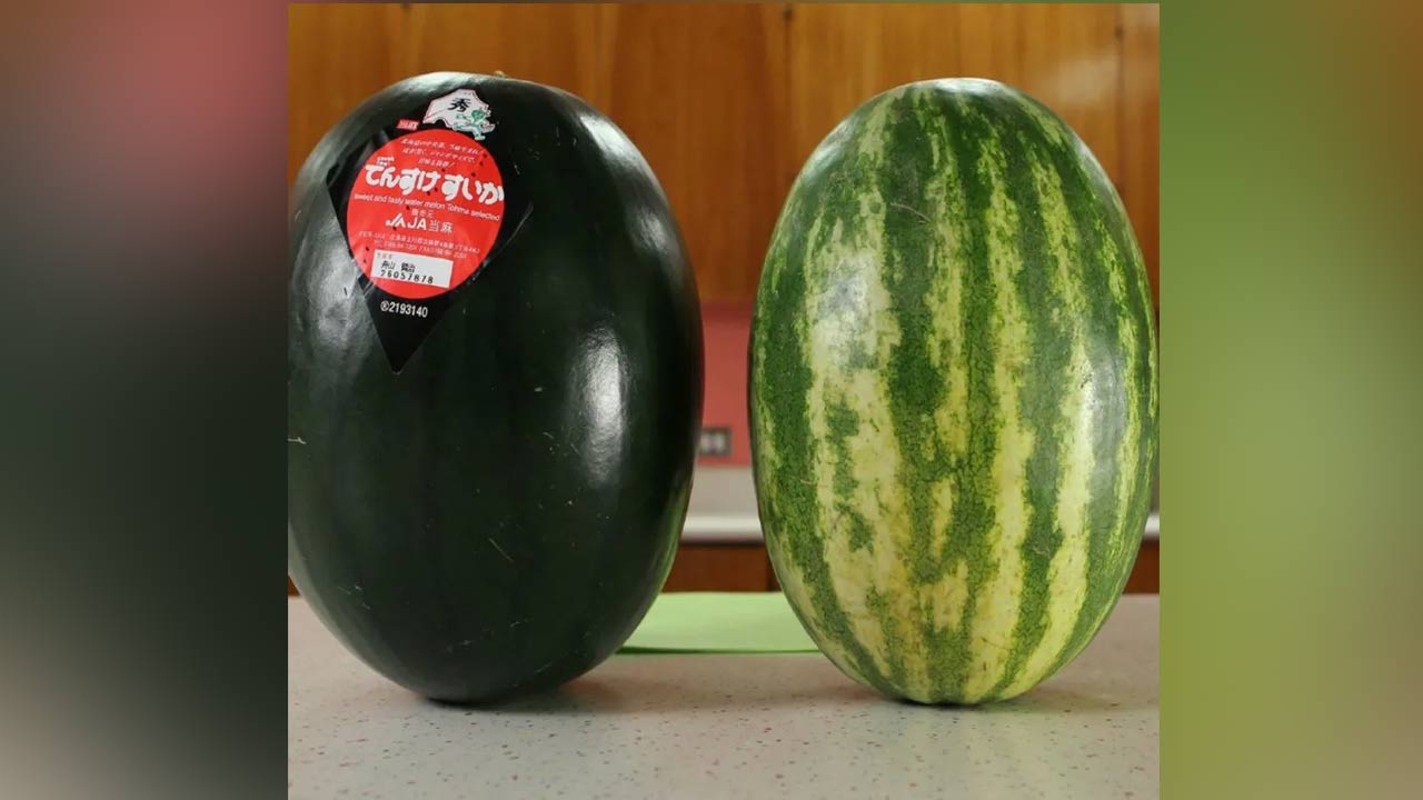 Black Watermelon: ప్రపంచంలోనే అత్యంత ఖరీదైన పుచ్చకాయ.. ఒక్క ముక్క ధరనే ...