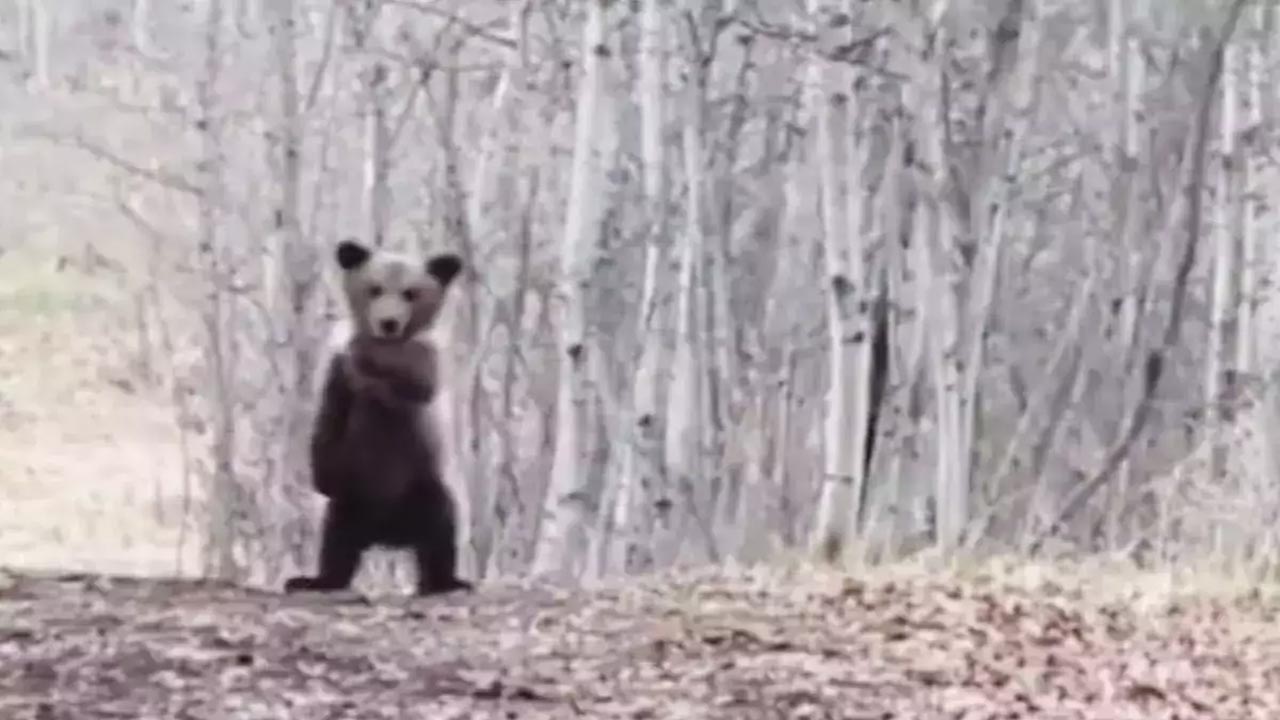 Viral Video: ఈ వీడియో చూస్తే నవ్వకుండా ఉండలేరు.. ఎలుబంటి పిల్ల ఫన్నీ ...